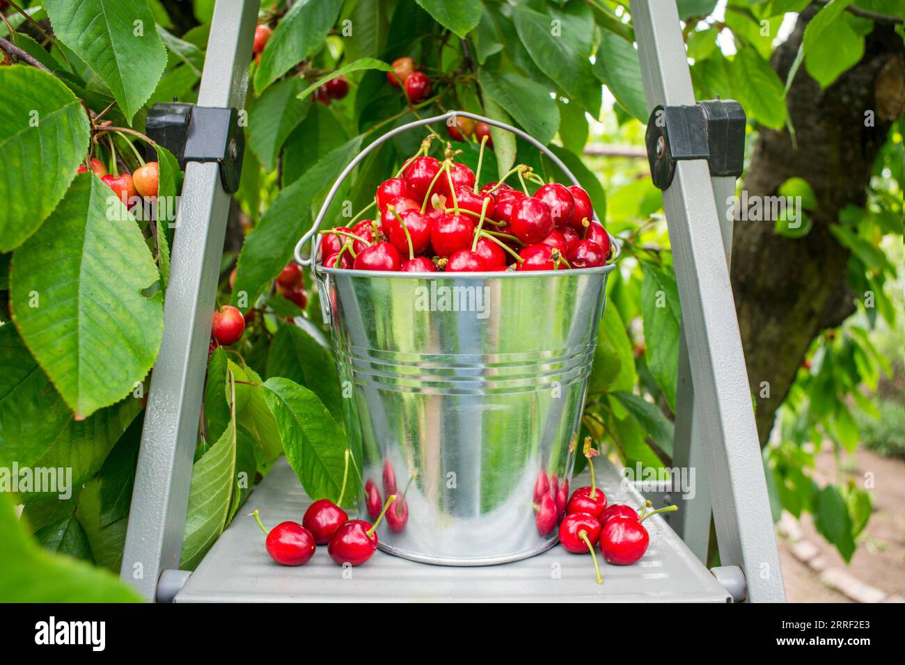 Bucket of cherries on the top of ladder on cherry branches background ...