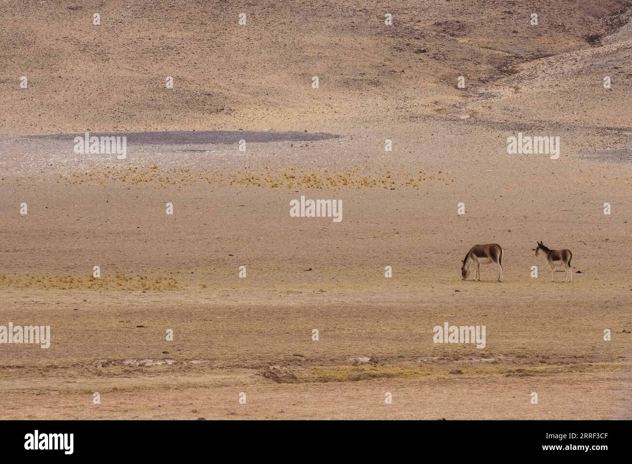 Tibetan wild donkeys hi-res stock photography and images - Alamy