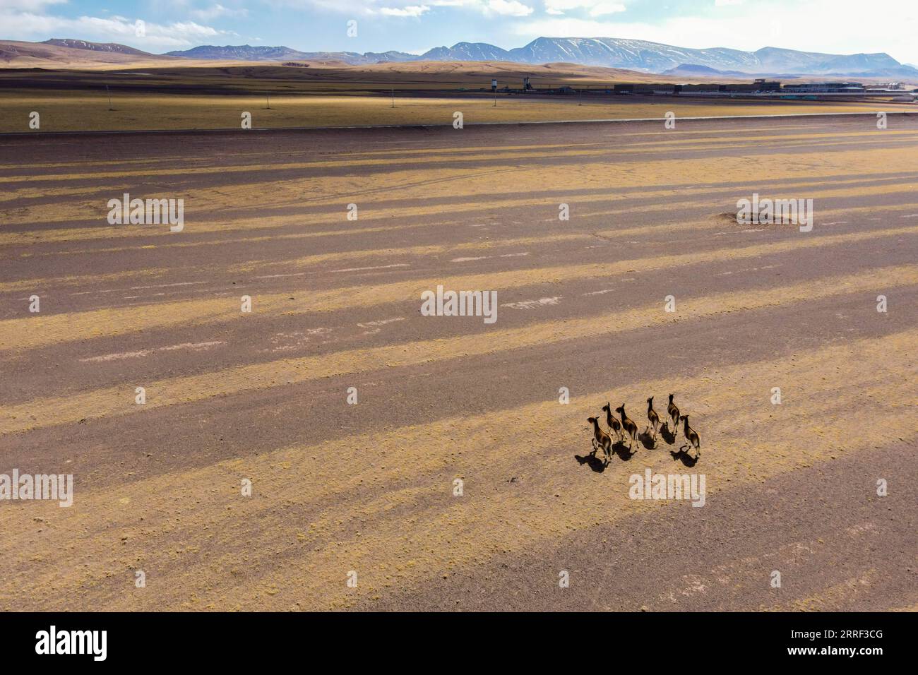 Tibetan wild donkeys hi-res stock photography and images - Alamy