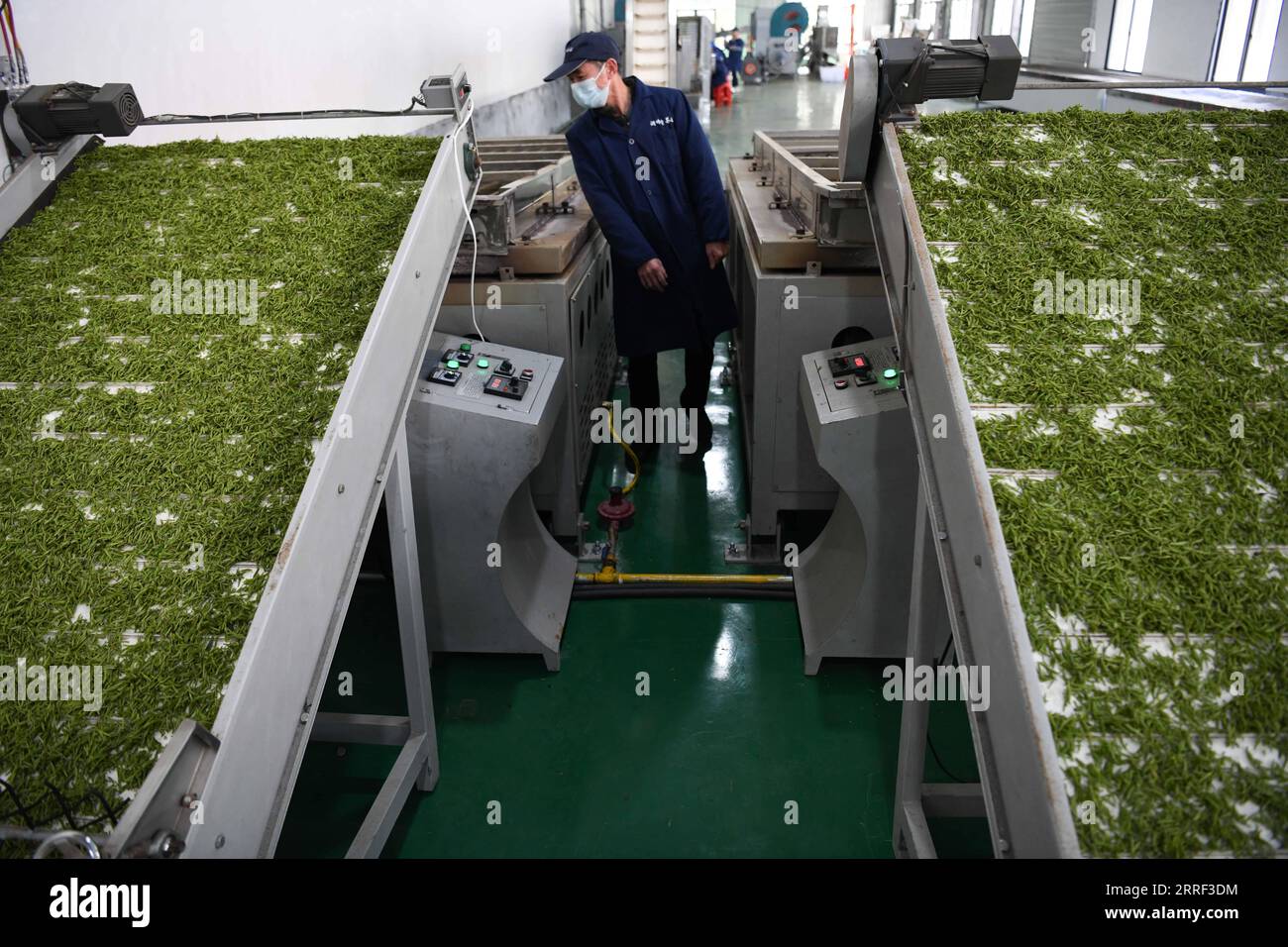 220326 -- SHEXIAN, March 26, 2022 -- A worker processes tea leaves at a ...