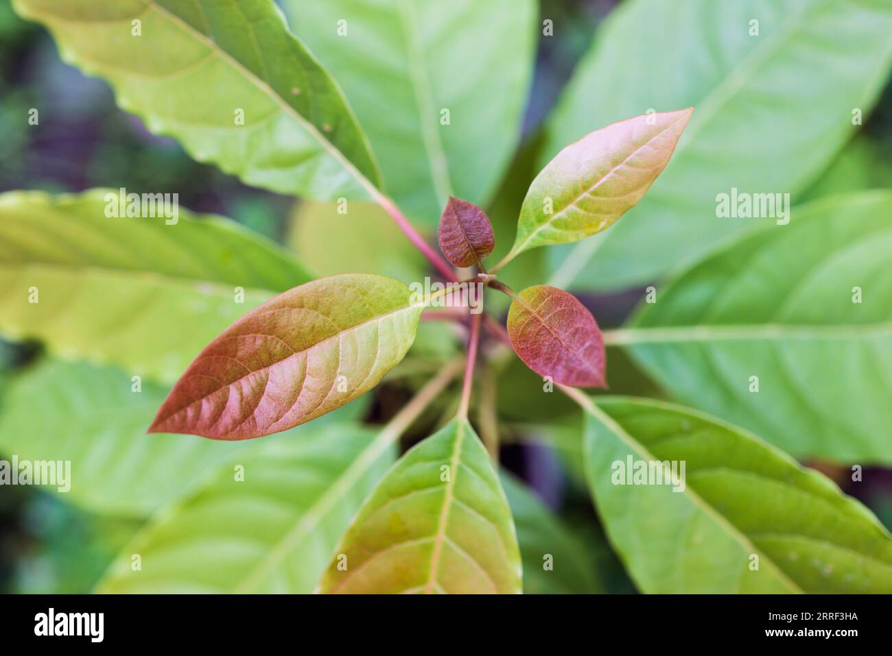 young avocado plant leaves on top of the stalk Stock Photo - Alamy