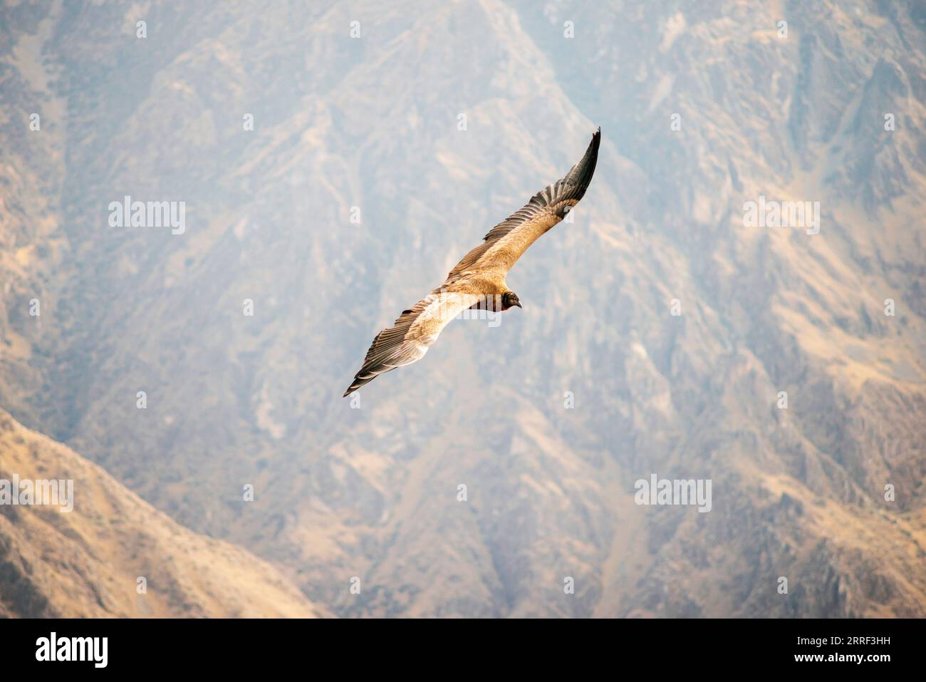 wild condor flying above Peruvian mountains Stock Photo - Alamy