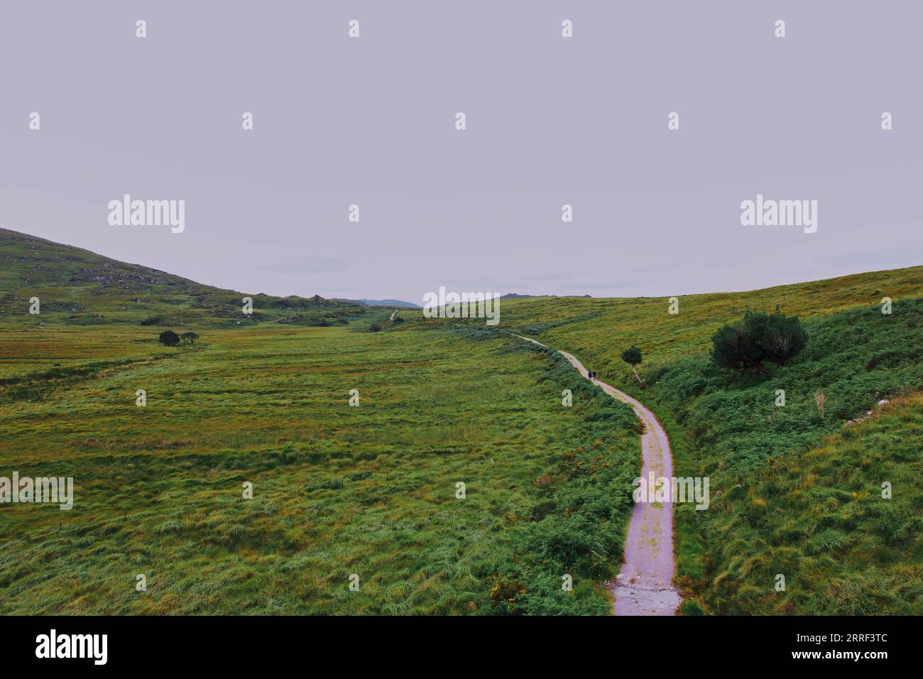 A scenic countryside path meandering through lush green hills in Irish ...