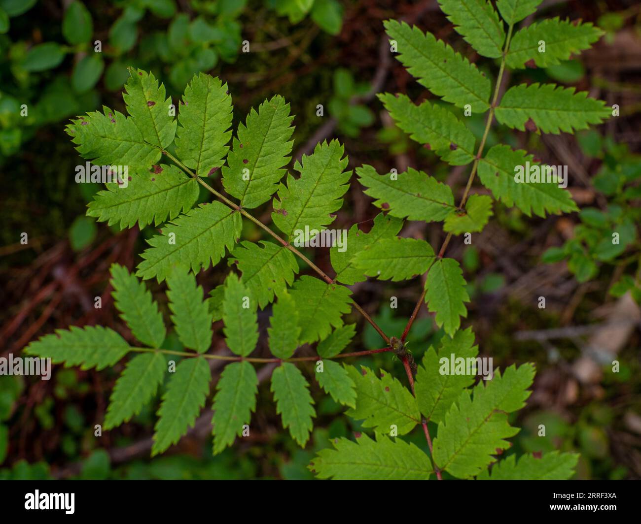 Common mountain ash branch with green leaves Stock Photo - Alamy