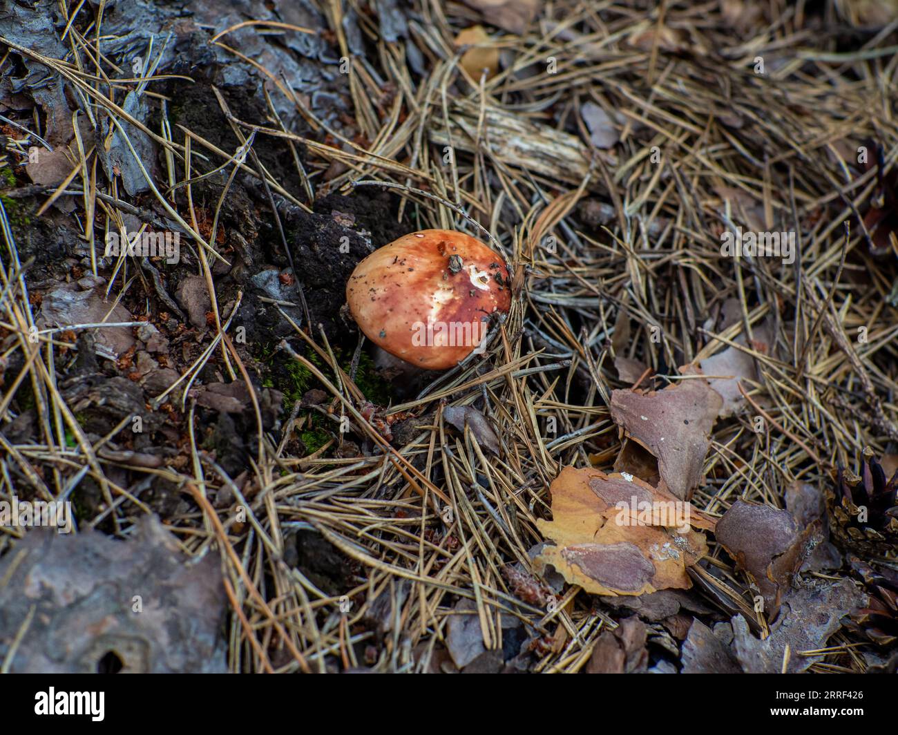 Edible red russula mushroom hi-res stock photography and images - Alamy