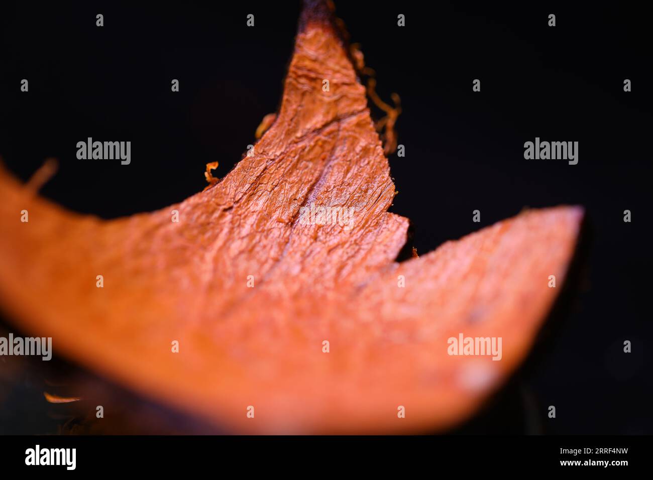 Empty husk hi-res stock photography and images - Alamy