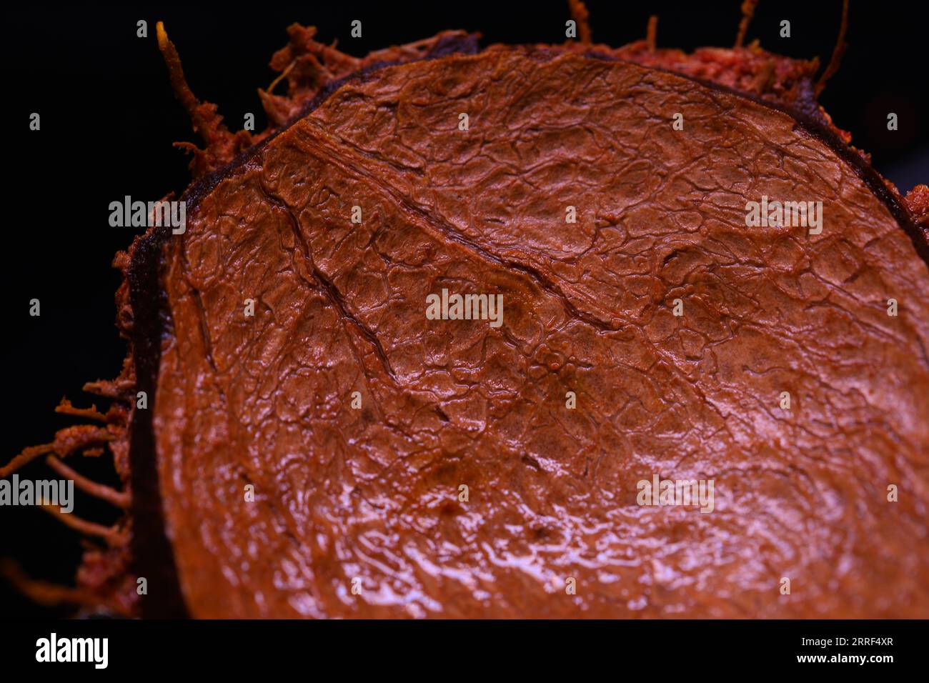 Empty Husk Of Dry Coconut Stock Photo - Alamy