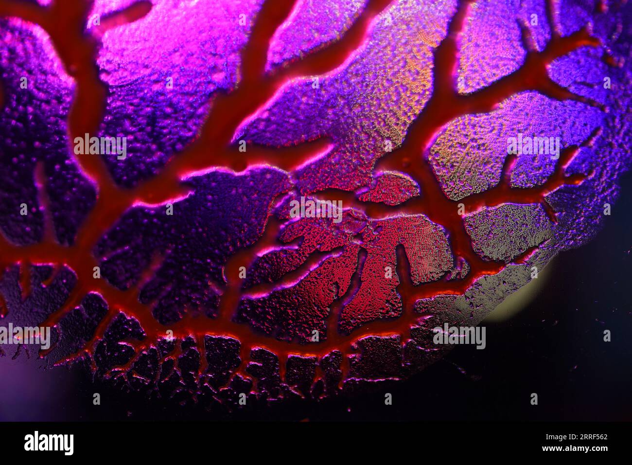 Blood vessels microscope hi-res stock photography and images - Alamy