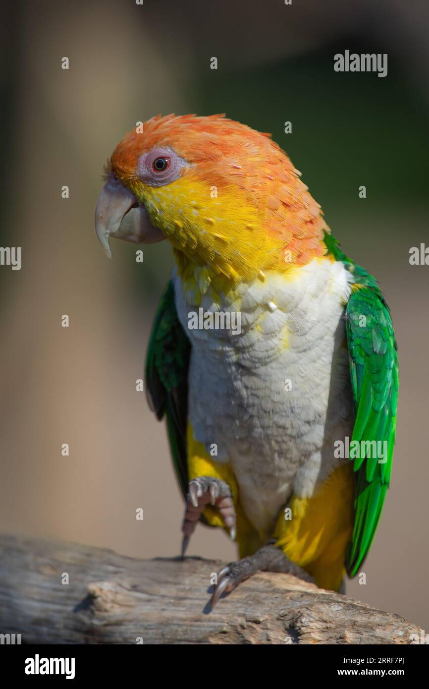A portrait of a colourful white bellied caique also known as a white ...