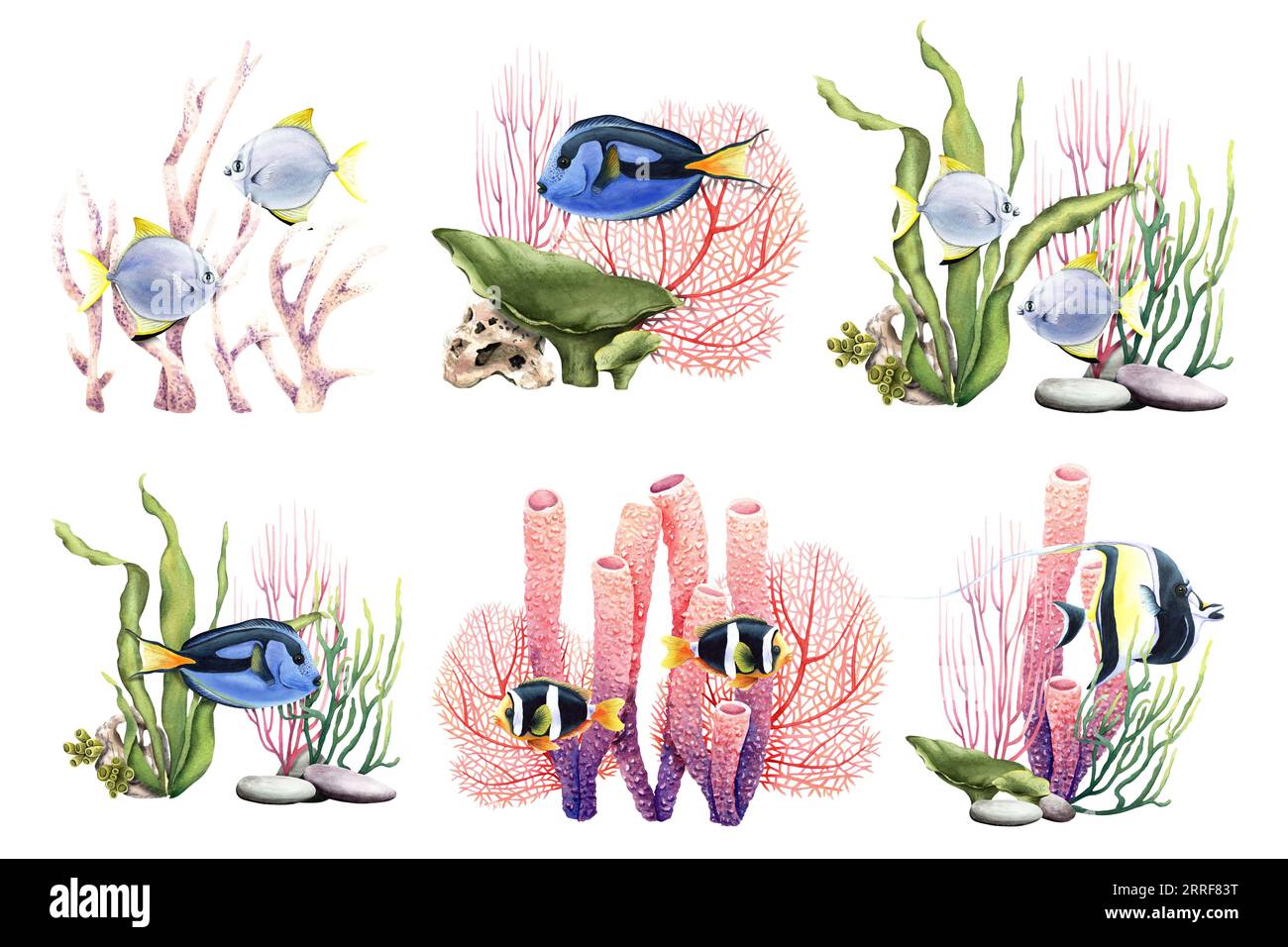 A set of coral reef underwater compositions with plants, corals and ...