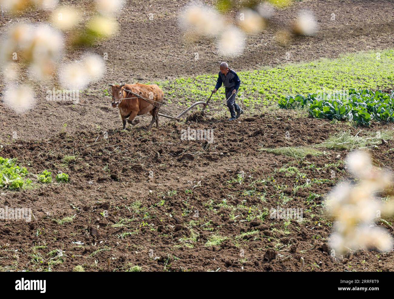 220405 -- BEIJING, April 5, 2022 -- A farmer plows the field in Yangliu ...