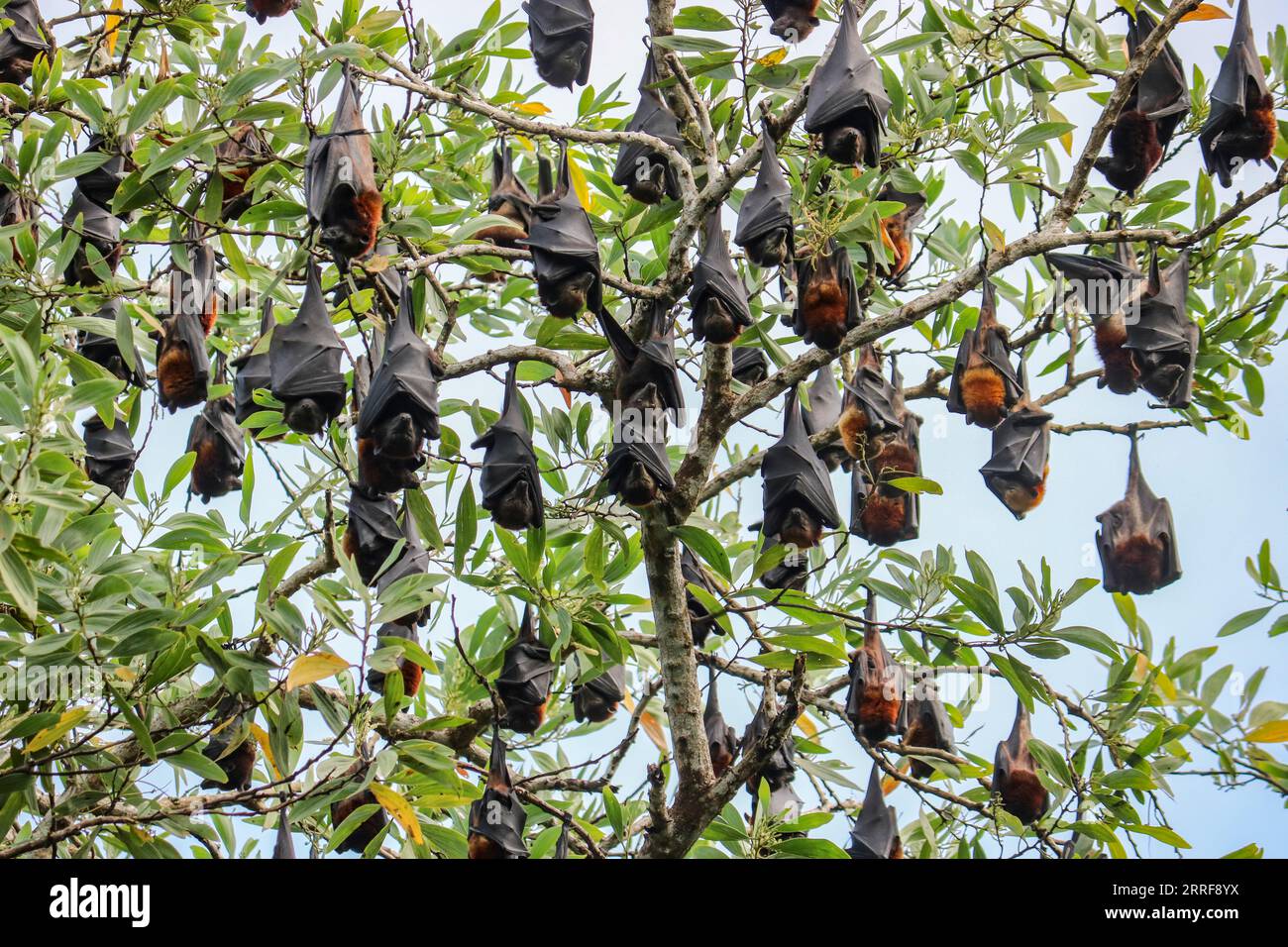 Fruit bats hang upside down from tree branches, island, Thailand ...