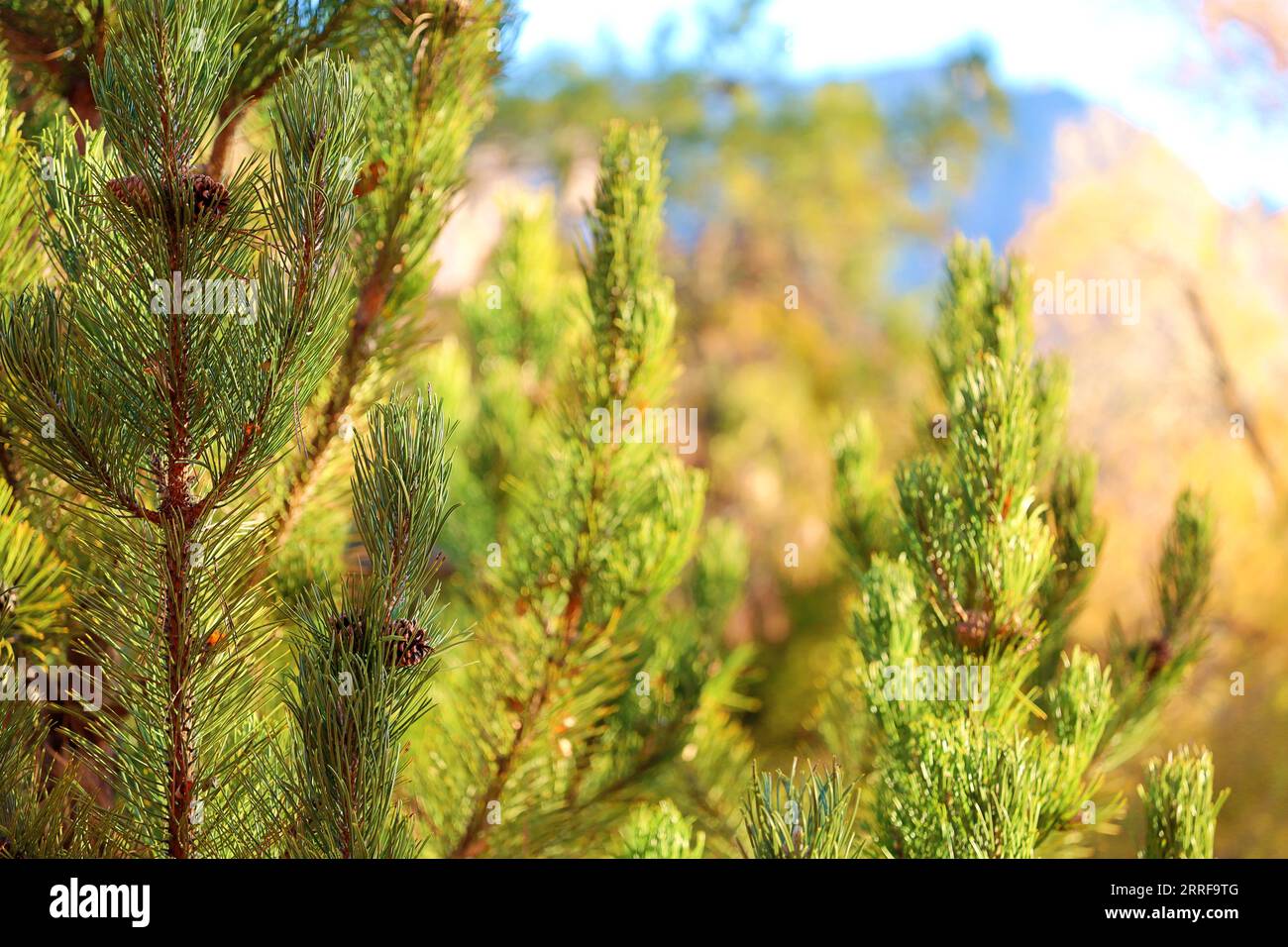 Pine trees in Sedona, Arizona Stock Photo - Alamy