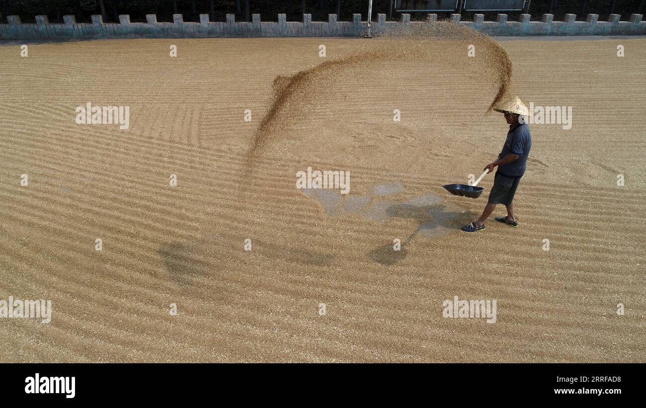 Drying wheat hi-res stock photography and images - Alamy