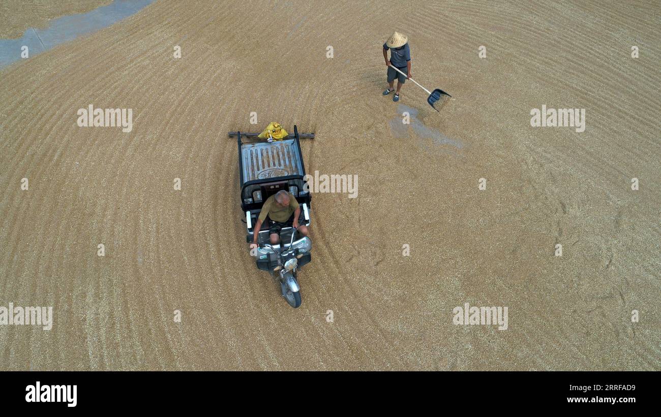 Drying wheat hi-res stock photography and images - Alamy