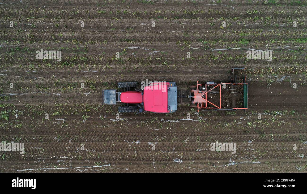 Farmers use agricultural machinery to harvest potatoes on the farm ...