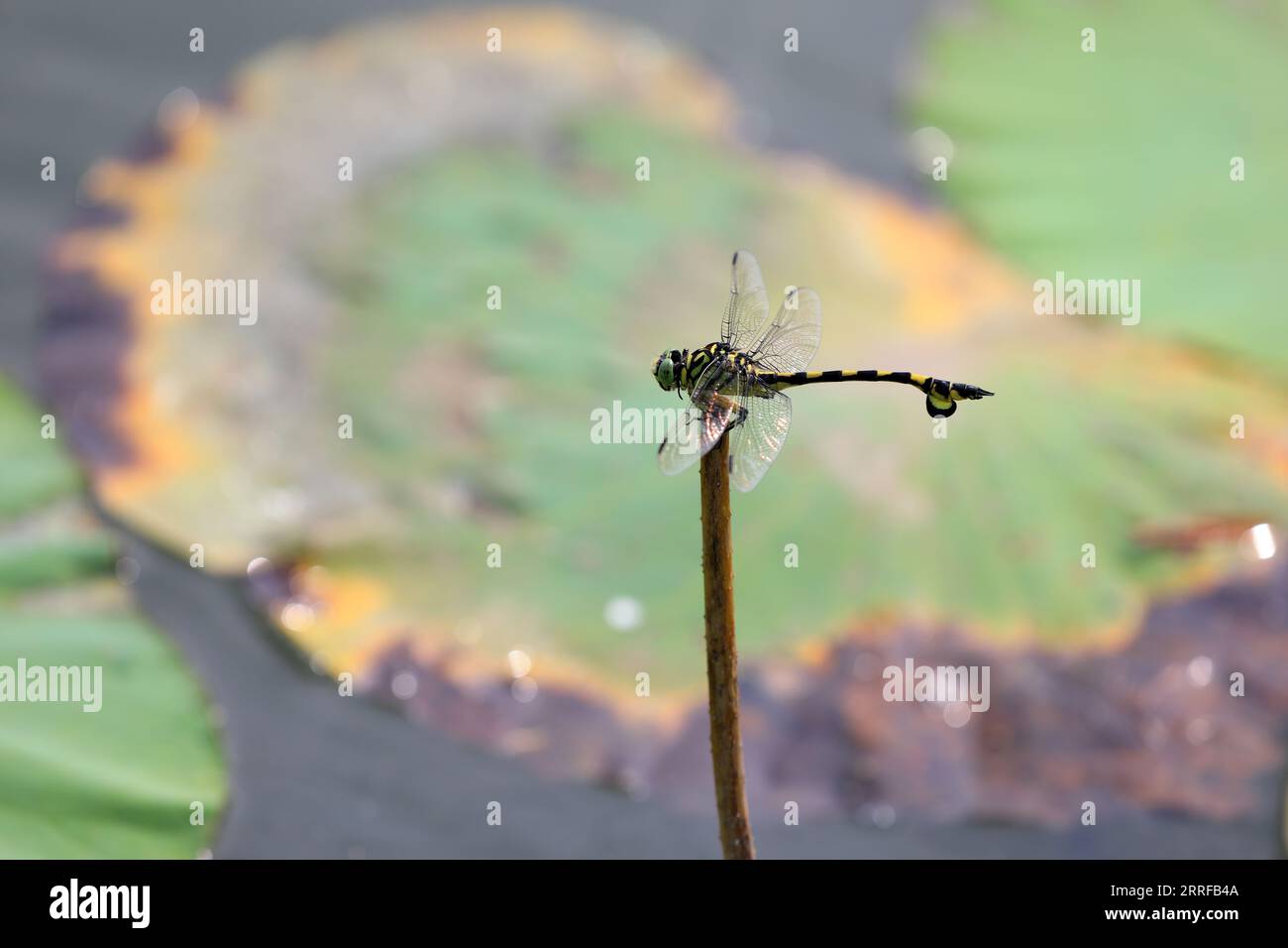 Dragonflies rest on Lotus poles, North China Stock Photo - Alamy