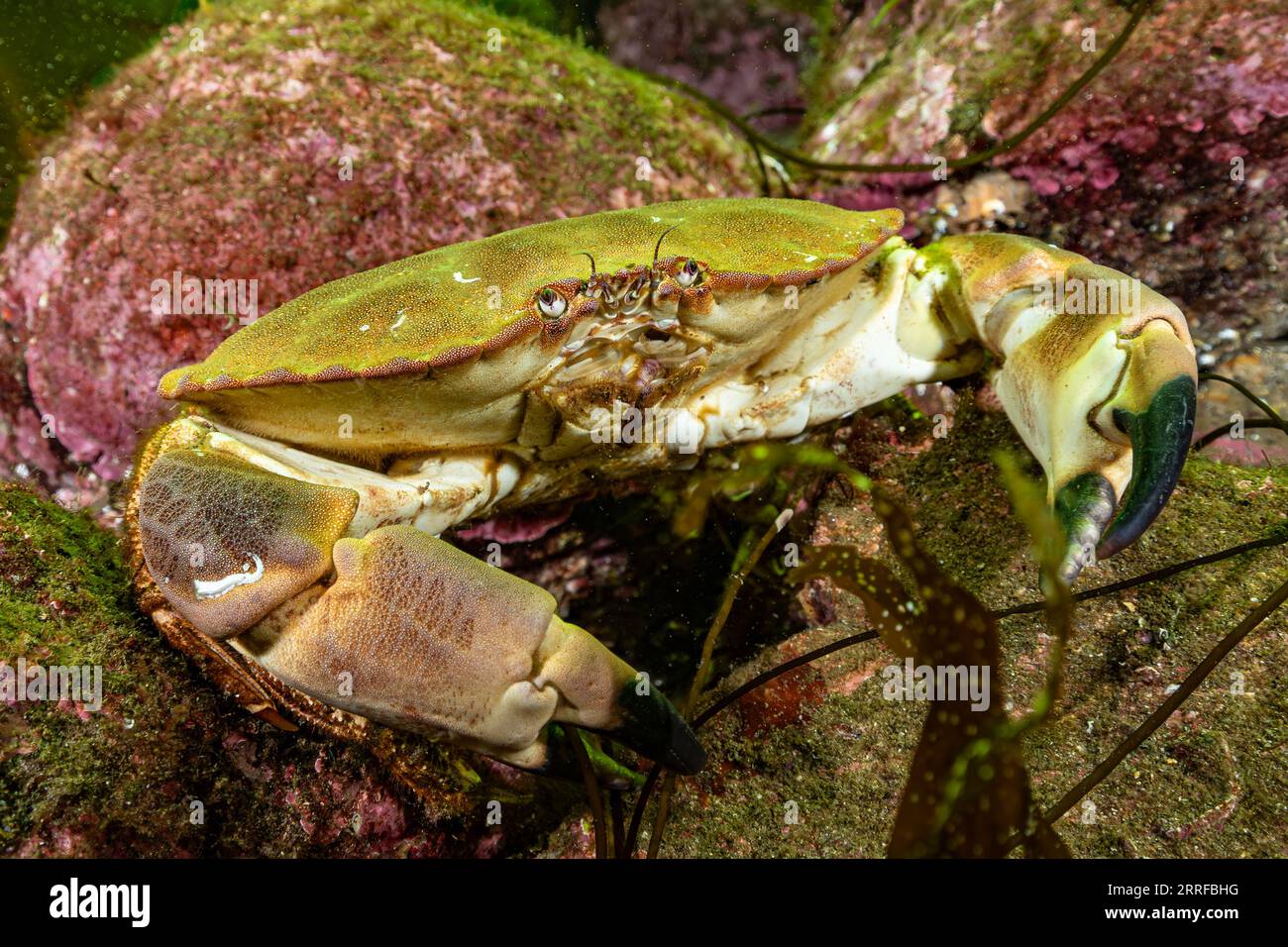 Cancer pagurus underwater hi-res stock photography and images - Alamy