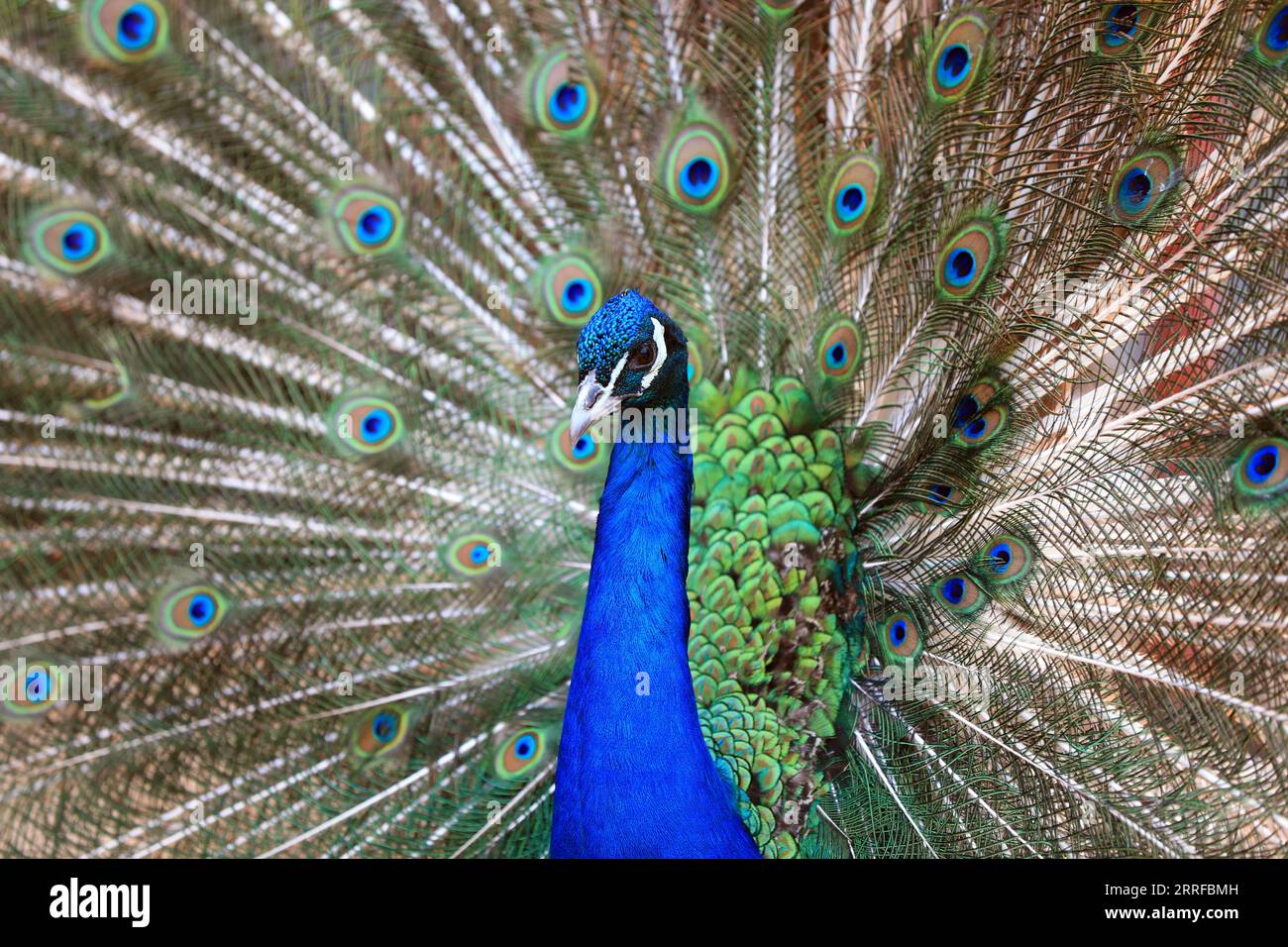 Peacocks display beautiful feathers in the farm, North China Stock ...