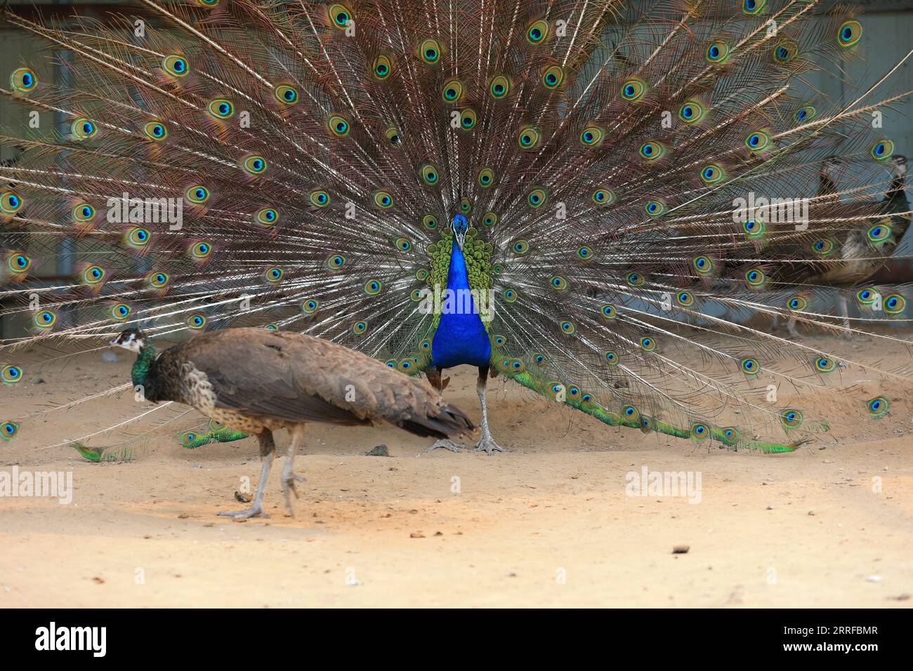 Peacocks display beautiful feathers in the farm, North China Stock ...