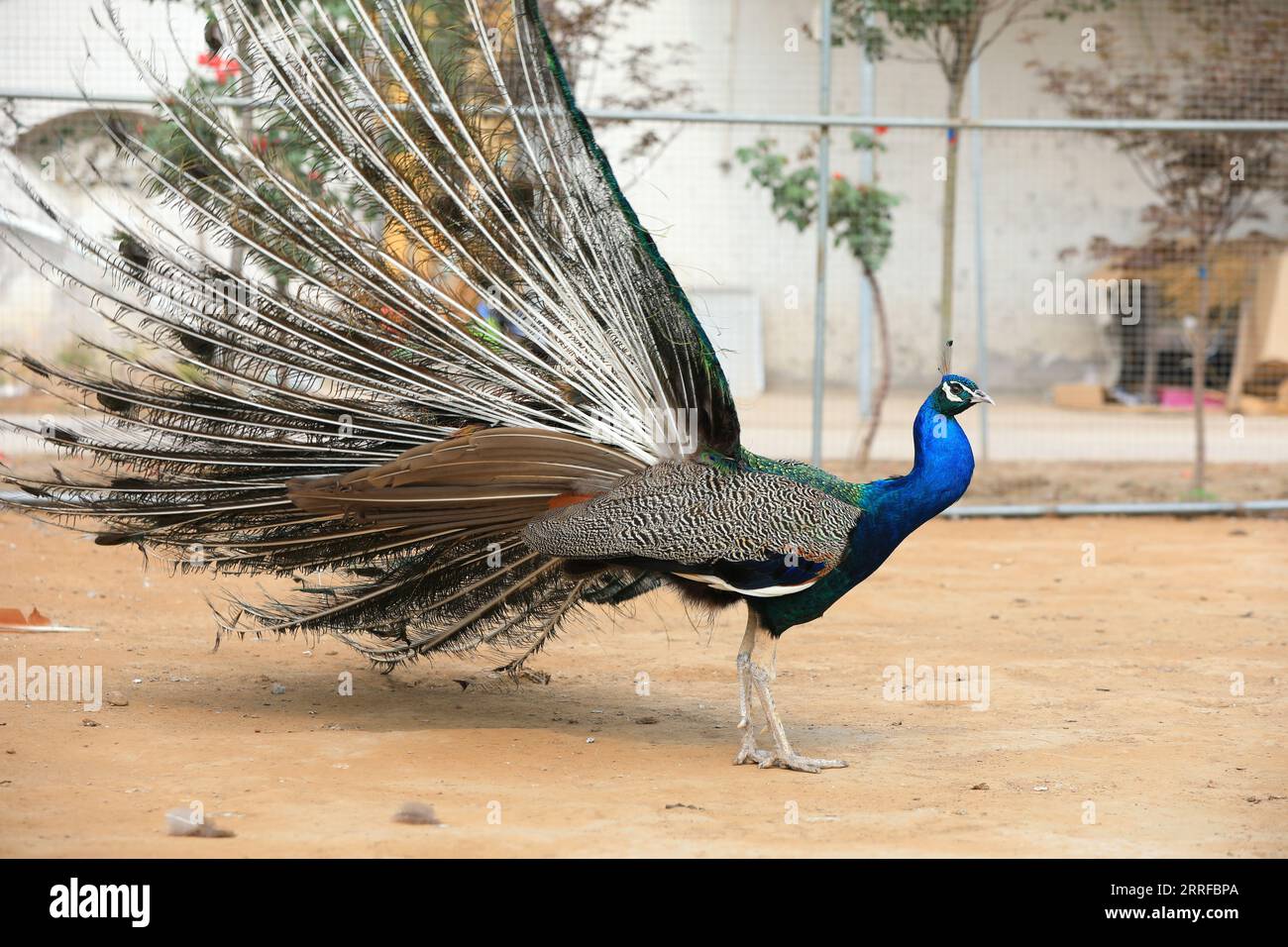 Peacocks display beautiful feathers in the farm, North China Stock ...