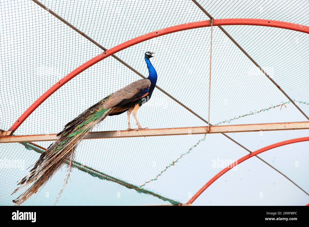 Peacocks display beautiful feathers in the farm, North China Stock ...