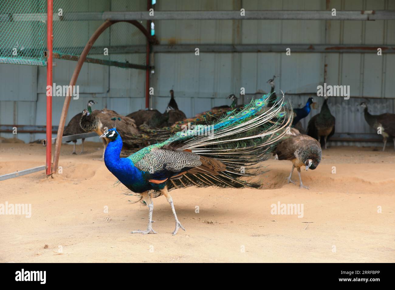 Peacocks display beautiful feathers in the farm, North China Stock ...