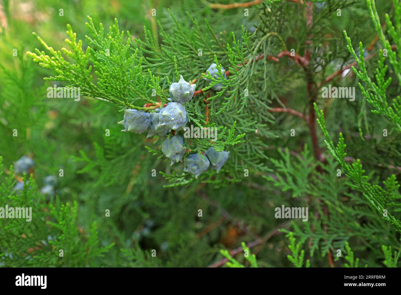 Platycladus orientalis fruit in botanical garden, North China Stock ...
