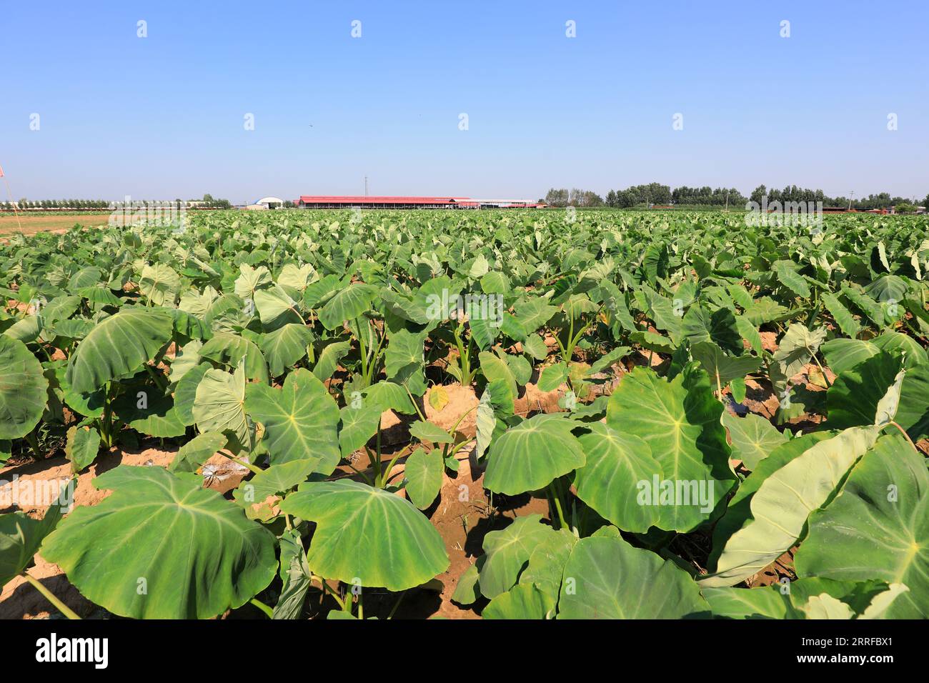 Taro crops hi-res stock photography and images - Alamy