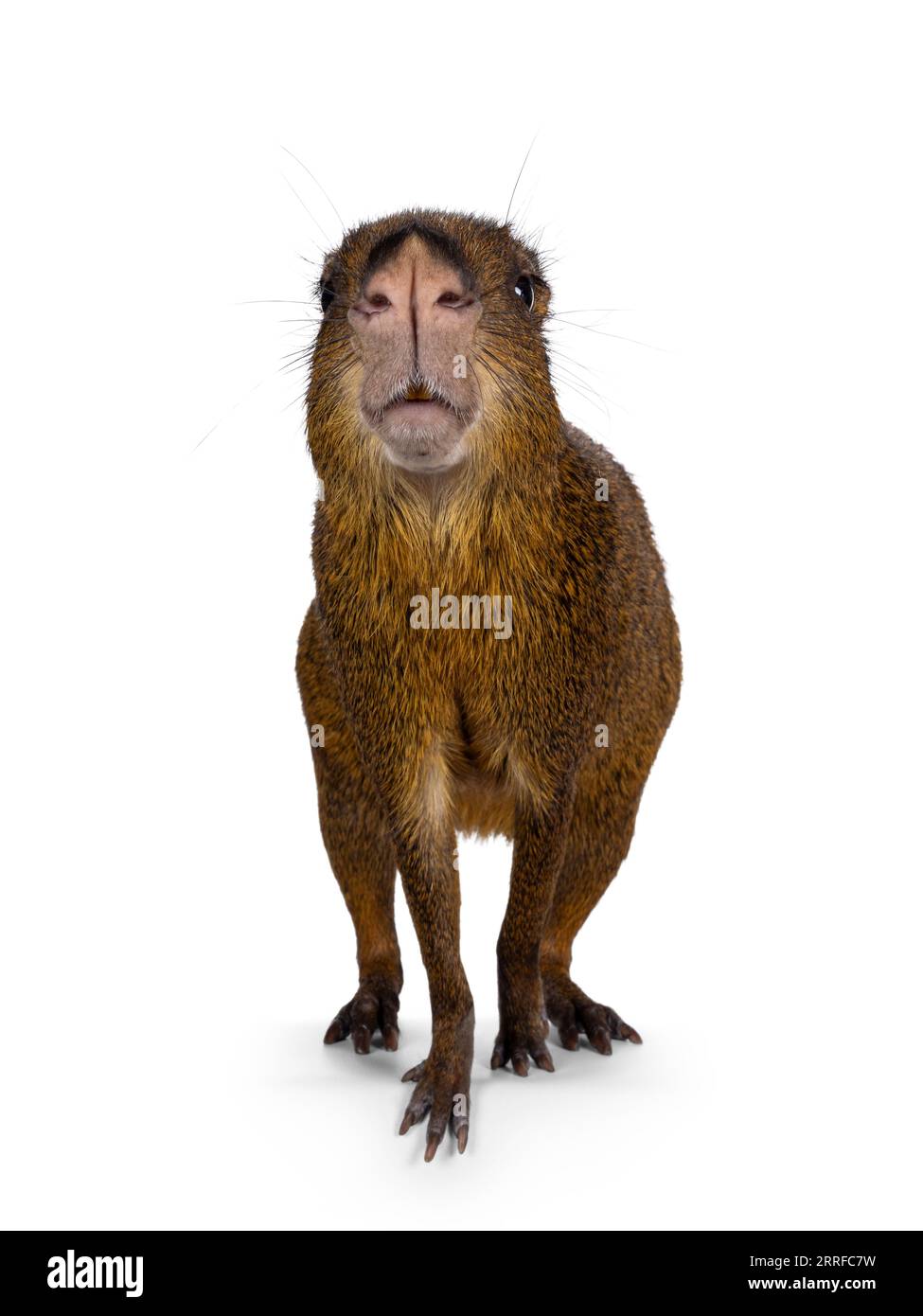 Toes on the nose Cut Out Stock Images & Pictures - Alamy