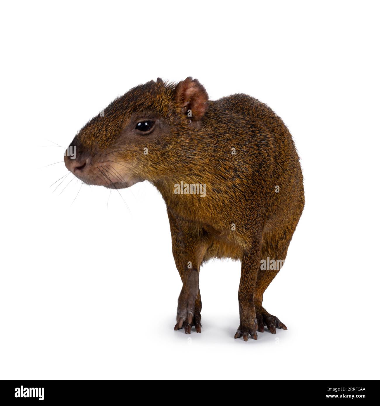 Agouti aka Dasyprocta standing facing front. Head turned and looking ...