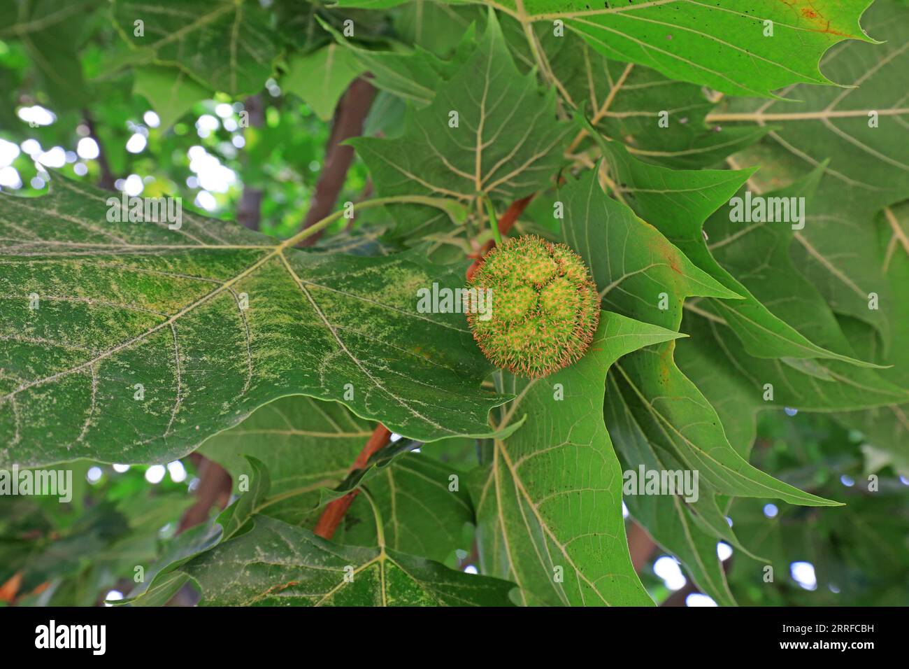 The fruit of Platanus acerifolia is on the branch Stock Photo - Alamy