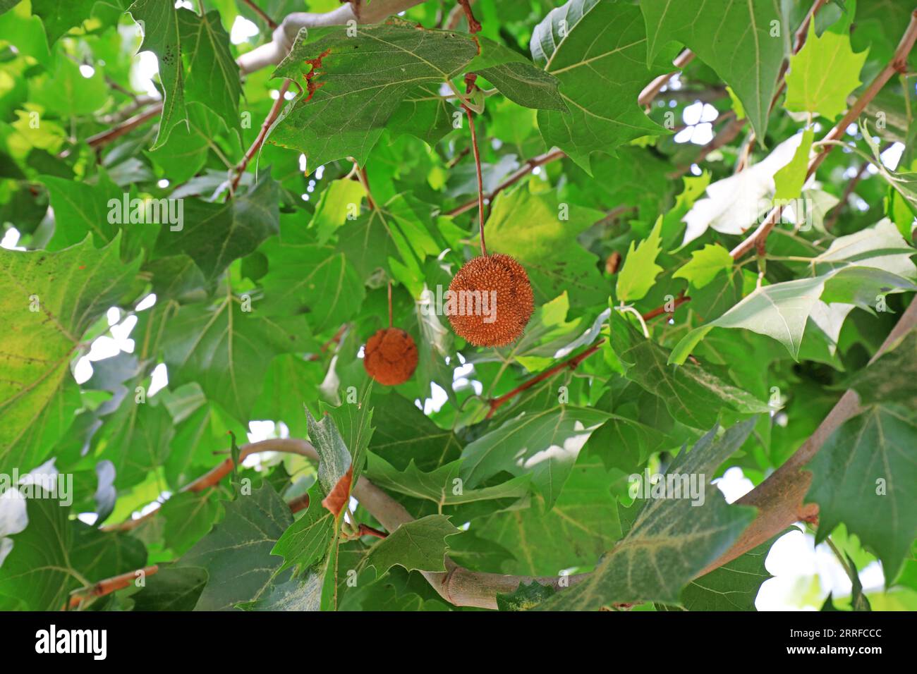 The fruit of Platanus acerifolia is on the branch Stock Photo - Alamy