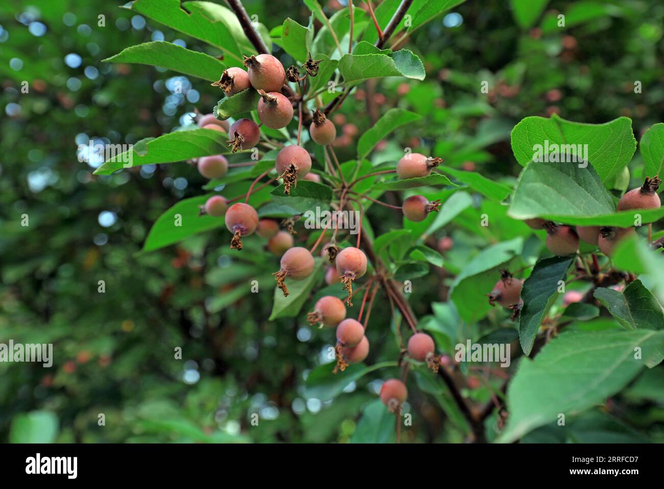 Begonia fruit hi-res stock photography and images - Alamy