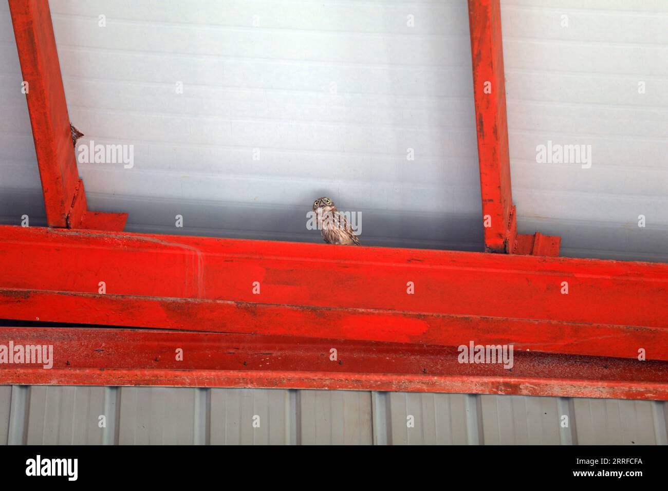 An owl perches on the steel truss of a factory building Stock Photo - Alamy