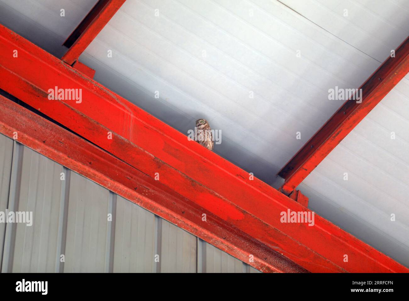 An owl perches on the steel truss of a factory building Stock Photo - Alamy