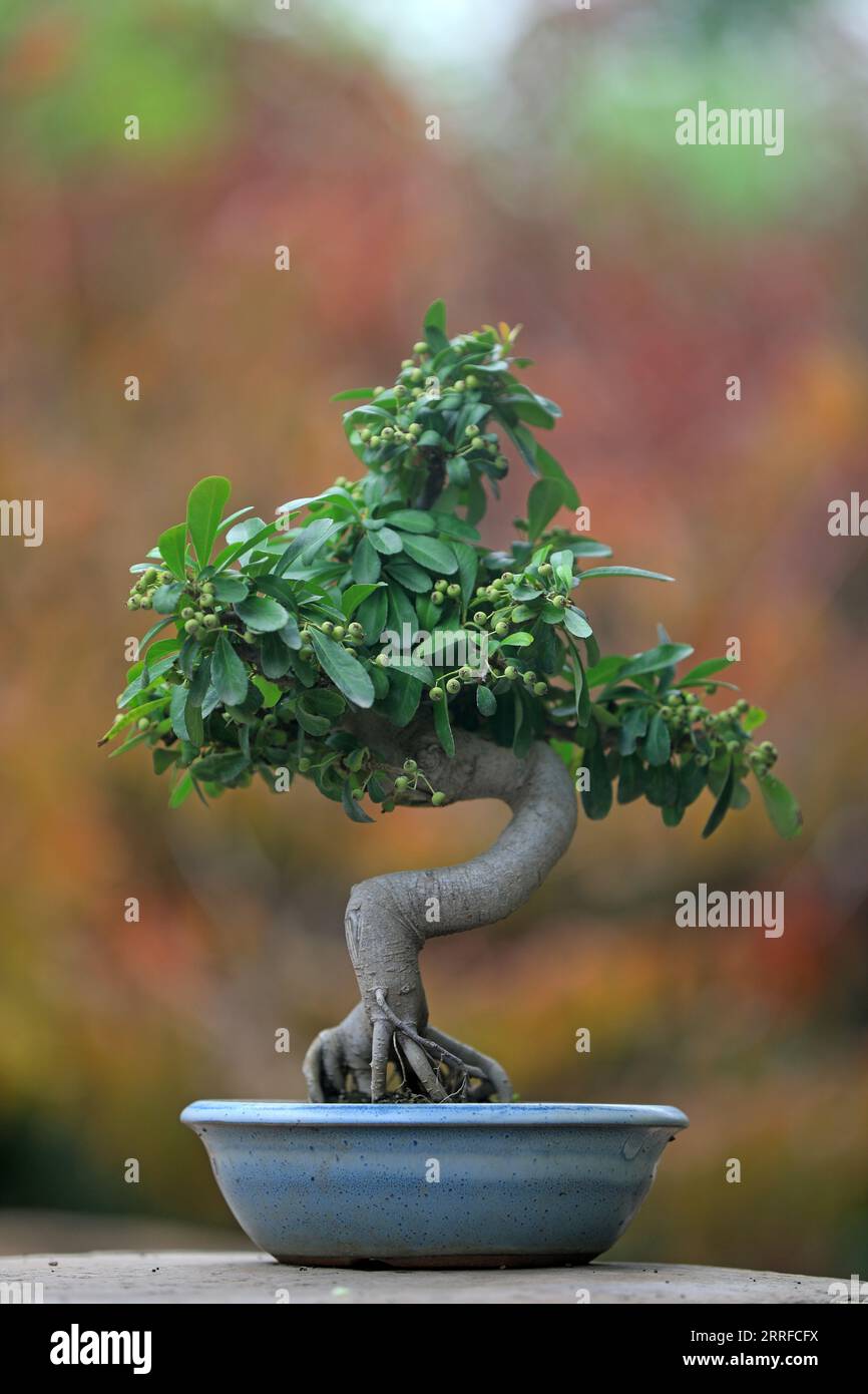 Bonsai modeling hi-res stock photography and images - Alamy