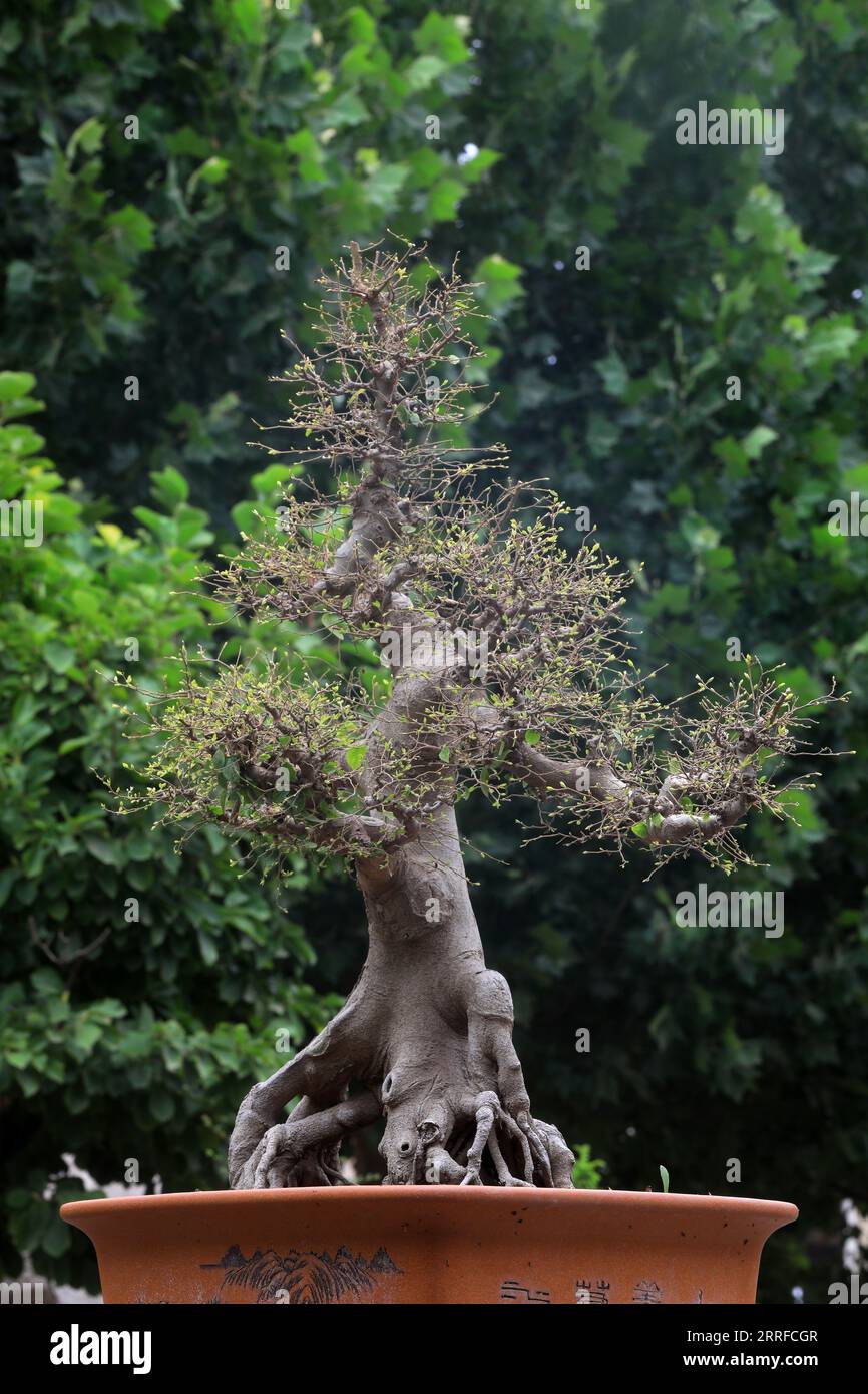 Bonsai modeling hi-res stock photography and images - Alamy
