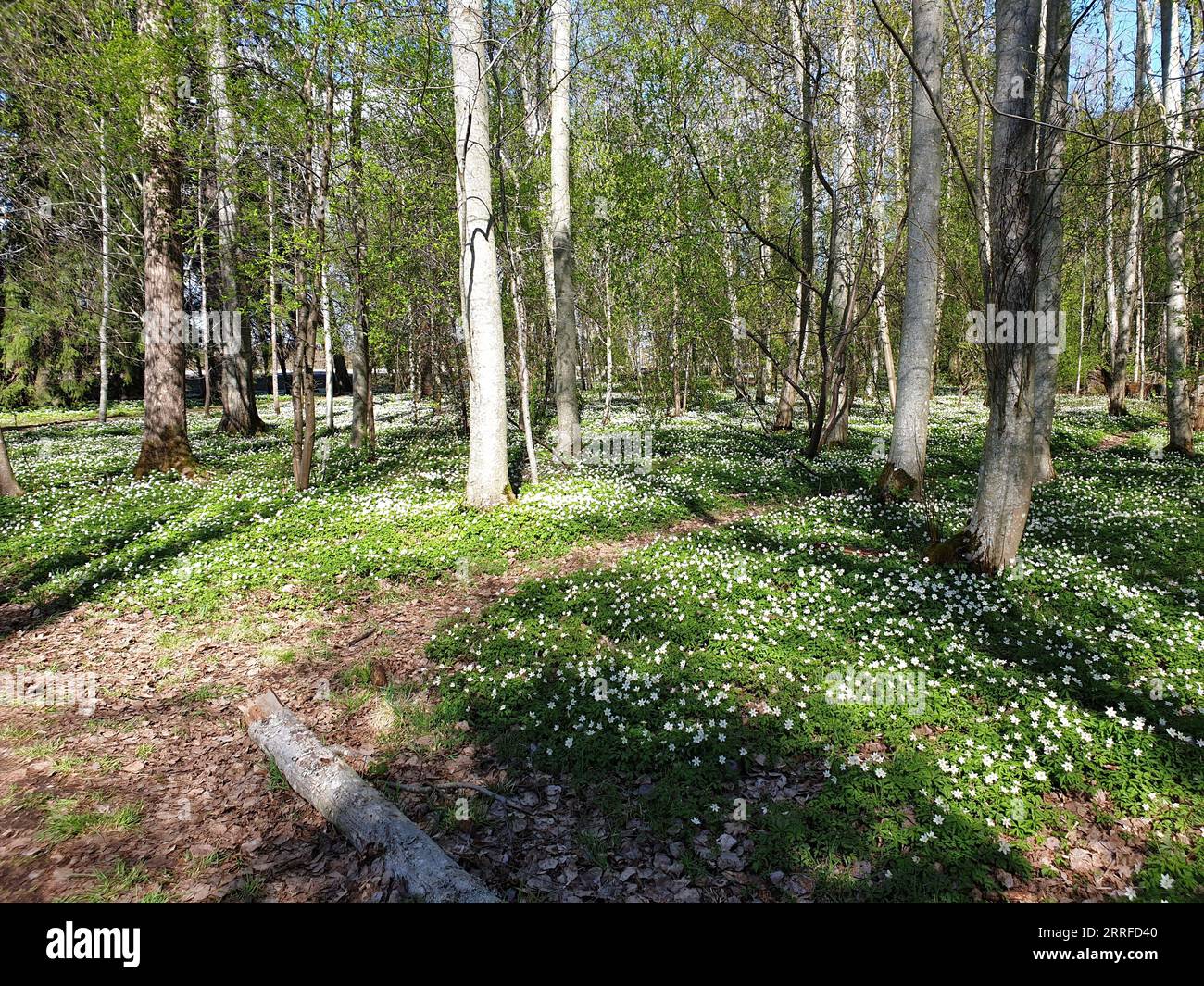 A peaceful forest with wildflowers in bloom, situated among lush ...