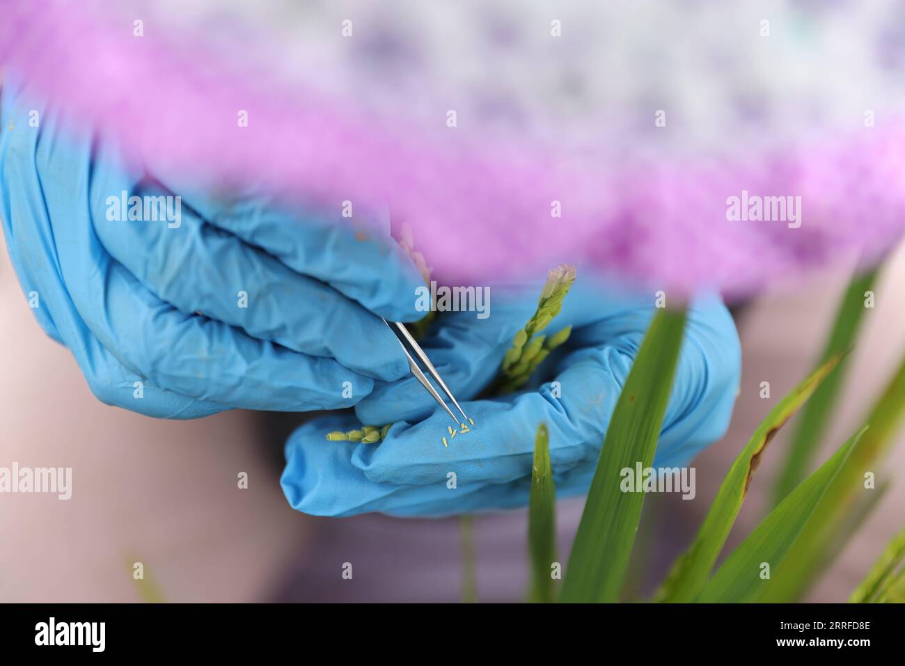 220413 -- HAIKOU, April 13, 2022 -- A researcher conducts rice ...