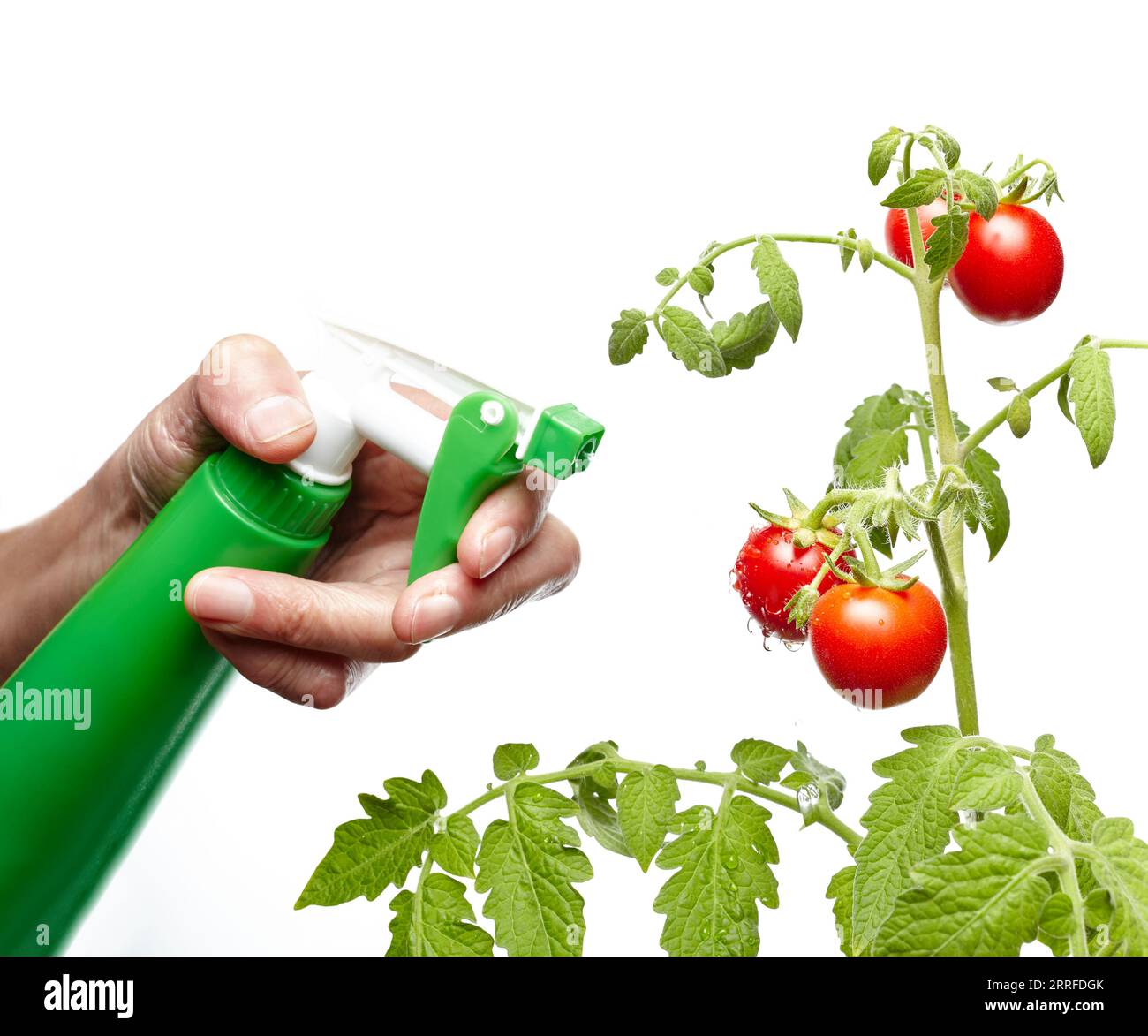 Men's hands hold spray bottle and watering the tomato plant, isolated ...