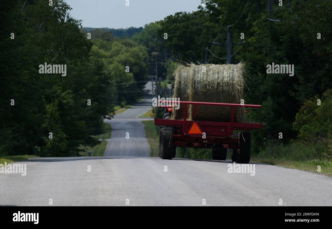 An agricultural wheelbarrow filled with golden hay is being pushed ...