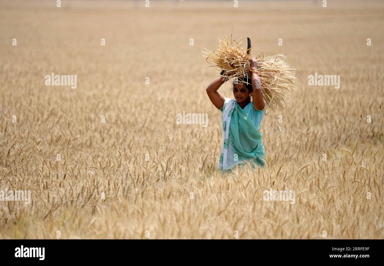 Indian farmer harvests wheat crop hi-res stock photography and images ...