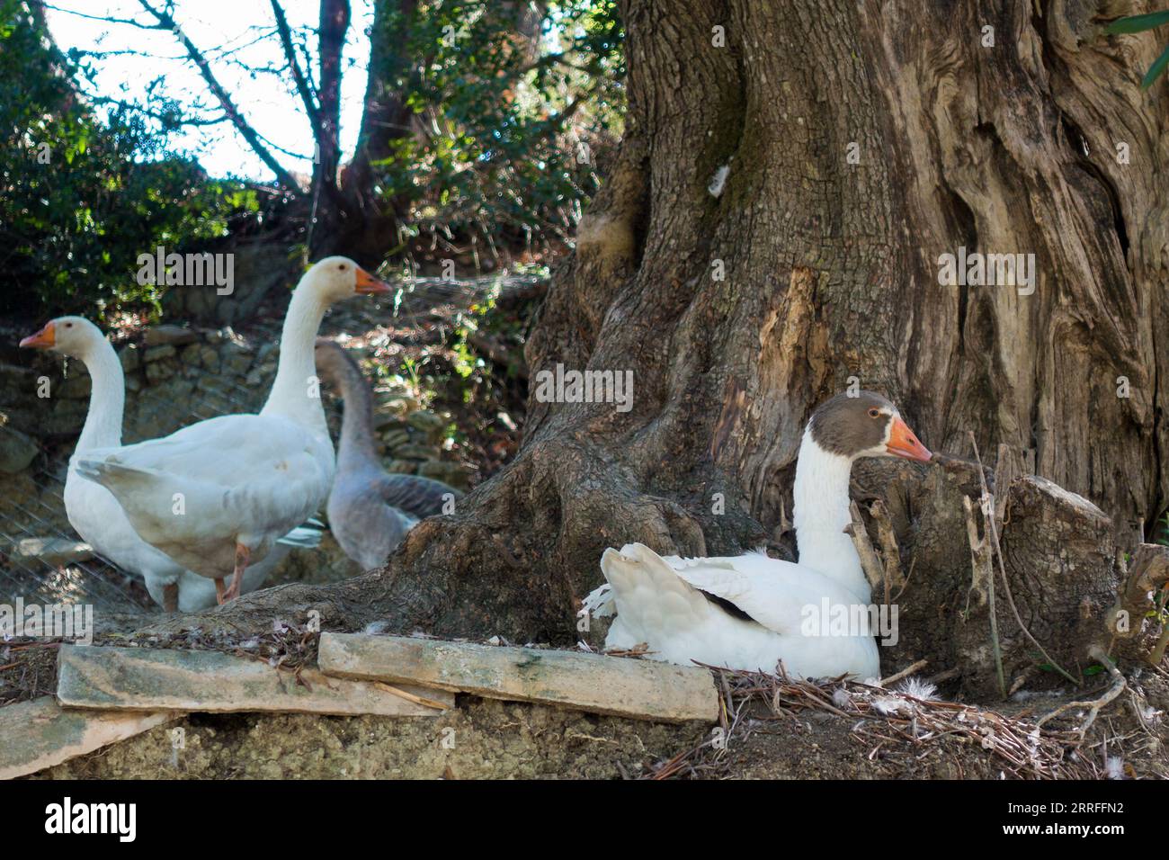 Ducks under an olive tree in Ereikoussa island, Greece Stock Photo - Alamy