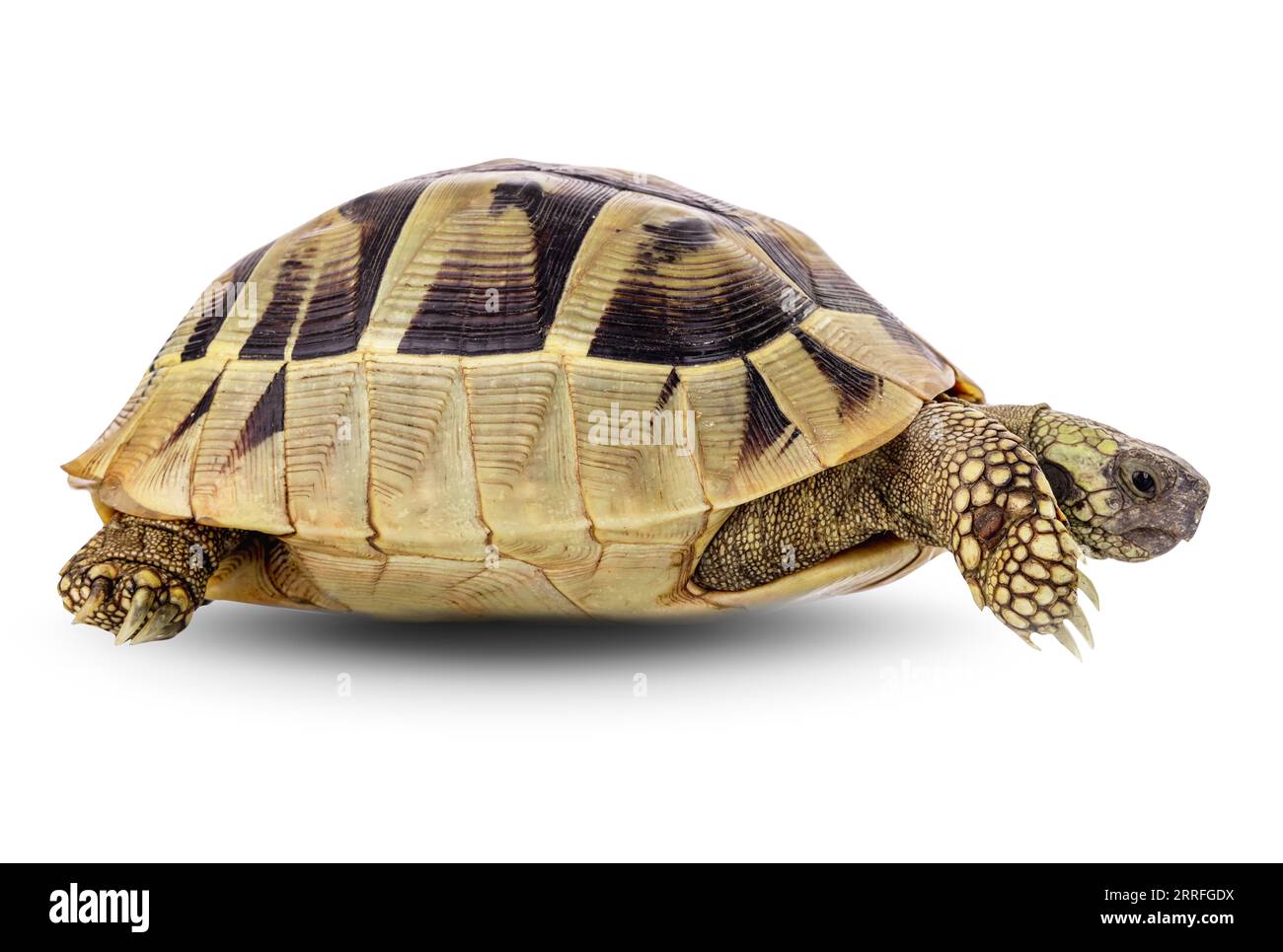 Tortoise tank Cut Out Stock Images & Pictures - Alamy