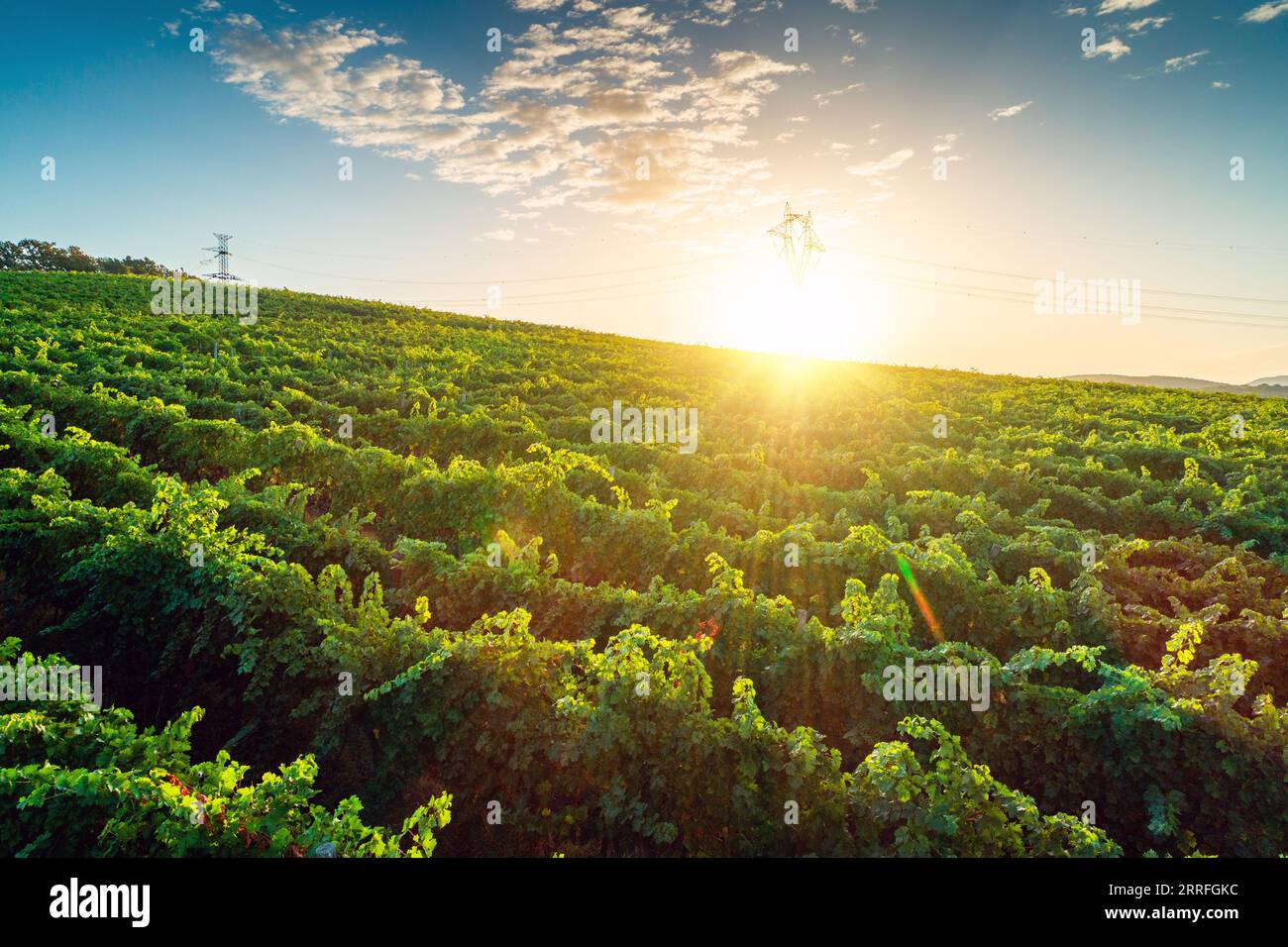 Grape harvest. Vineyard field and scenic sunrise Stock Photo - Alamy