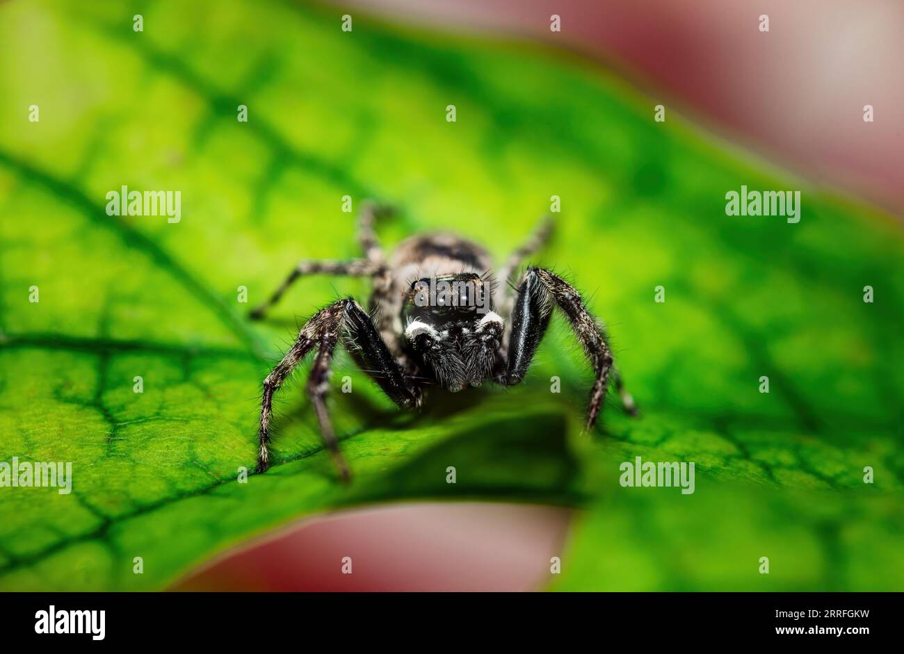 Jumping spider macro closeup on a green leaf Stock Photo - Alamy