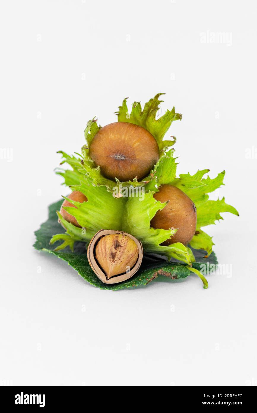 Hazelnuts shell green leaf on hi-res stock photography and images - Alamy