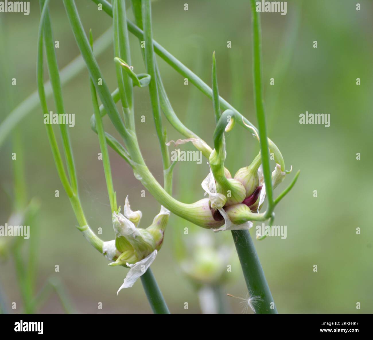 In the garden grows multi-tiered onion with air bulbs Stock Photo - Alamy