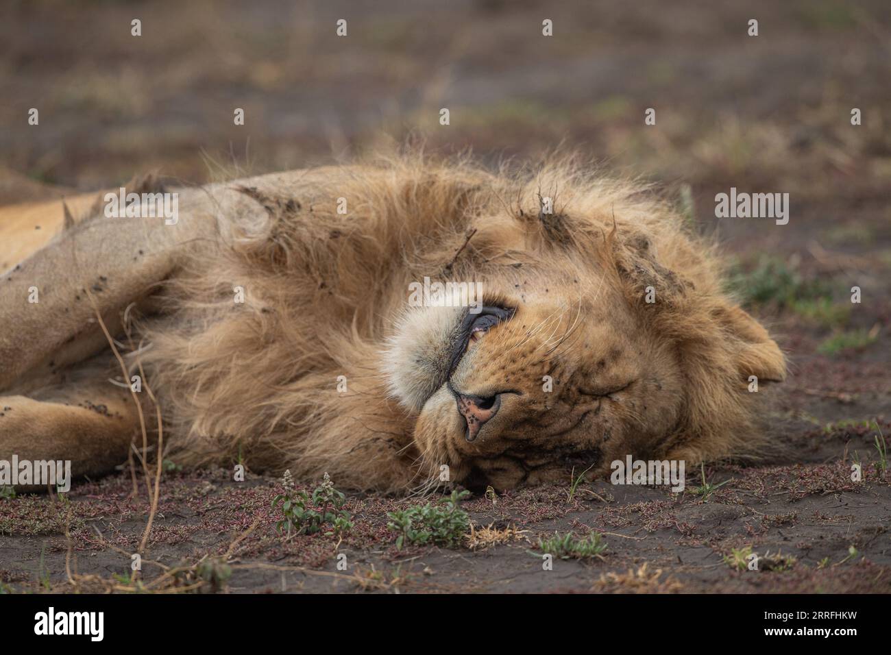 An exhausted lion. Ndutu, Tanzania: POIGNANT images show a sleepy ...